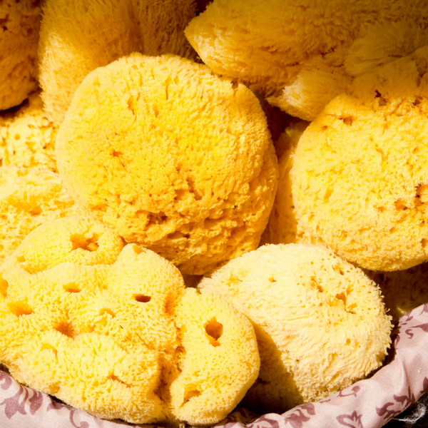 Natural Yellow Sea Sponge - Medium – The Tiny Bee Co, LLC
